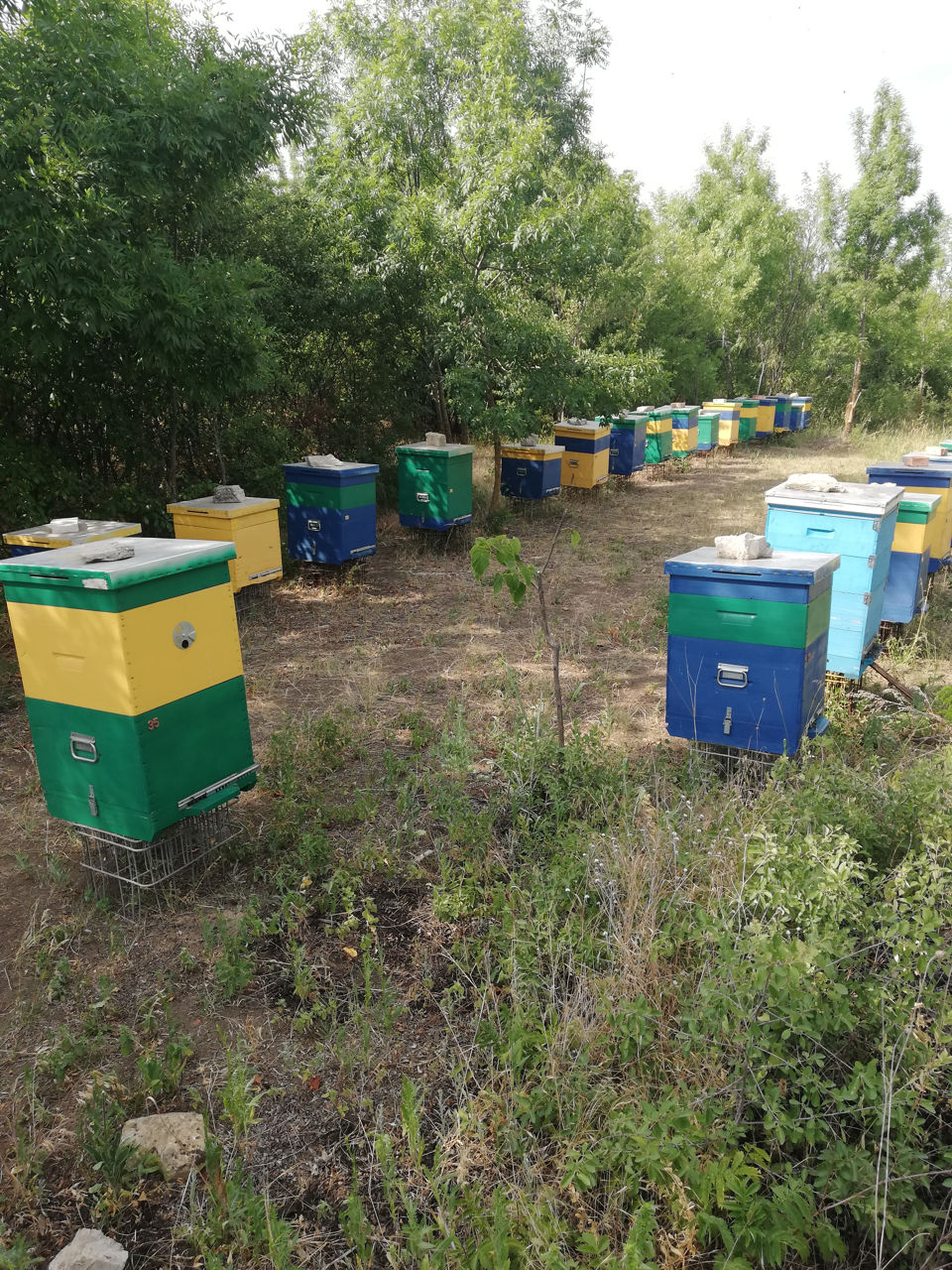 Vand familii de albine cu sau fara stup