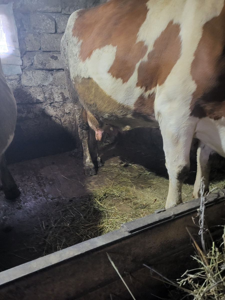 Vind vaci mulgatoari