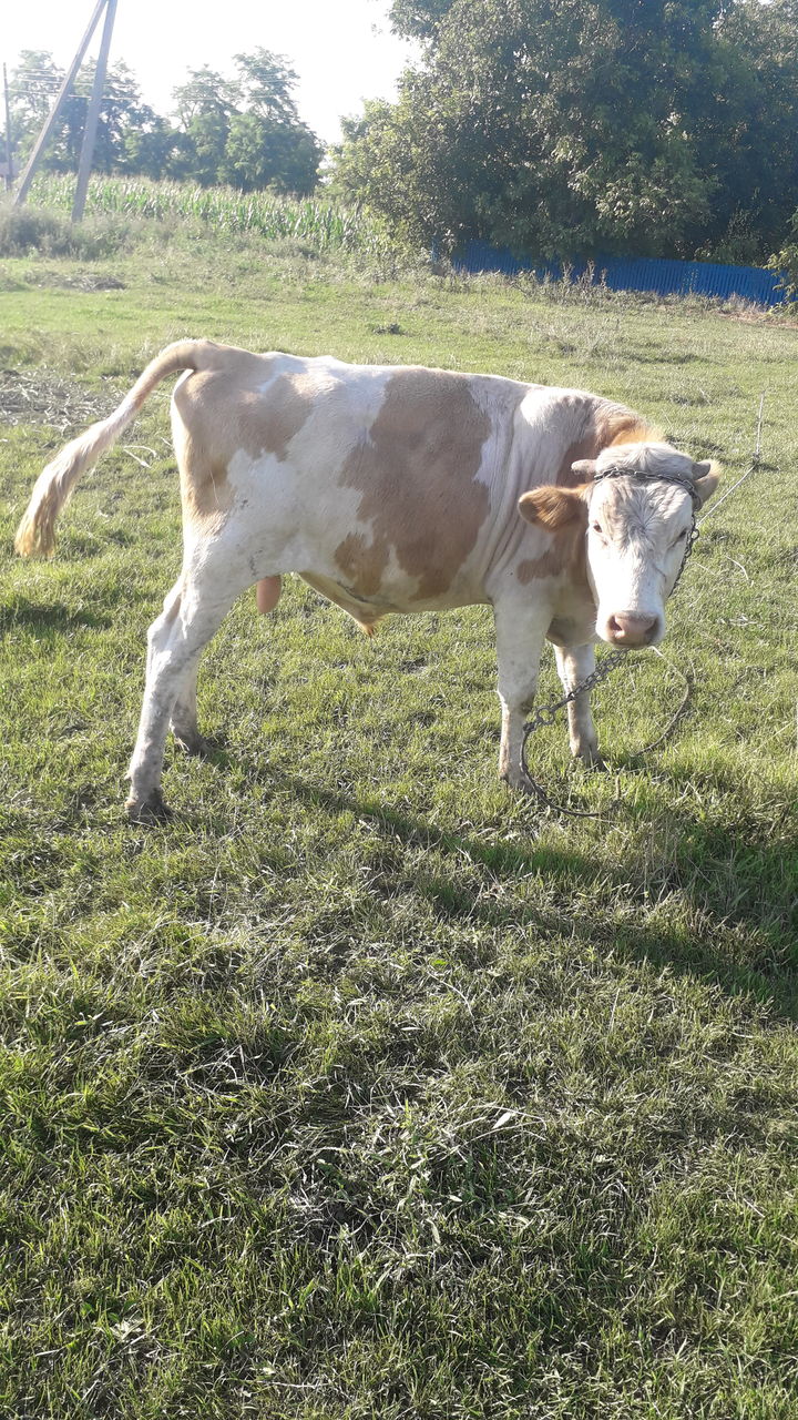 Vind Vitel frumos la crestere