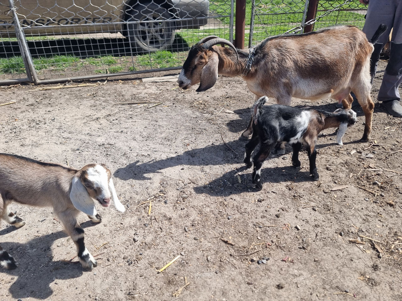 Vind caprita cu iedite