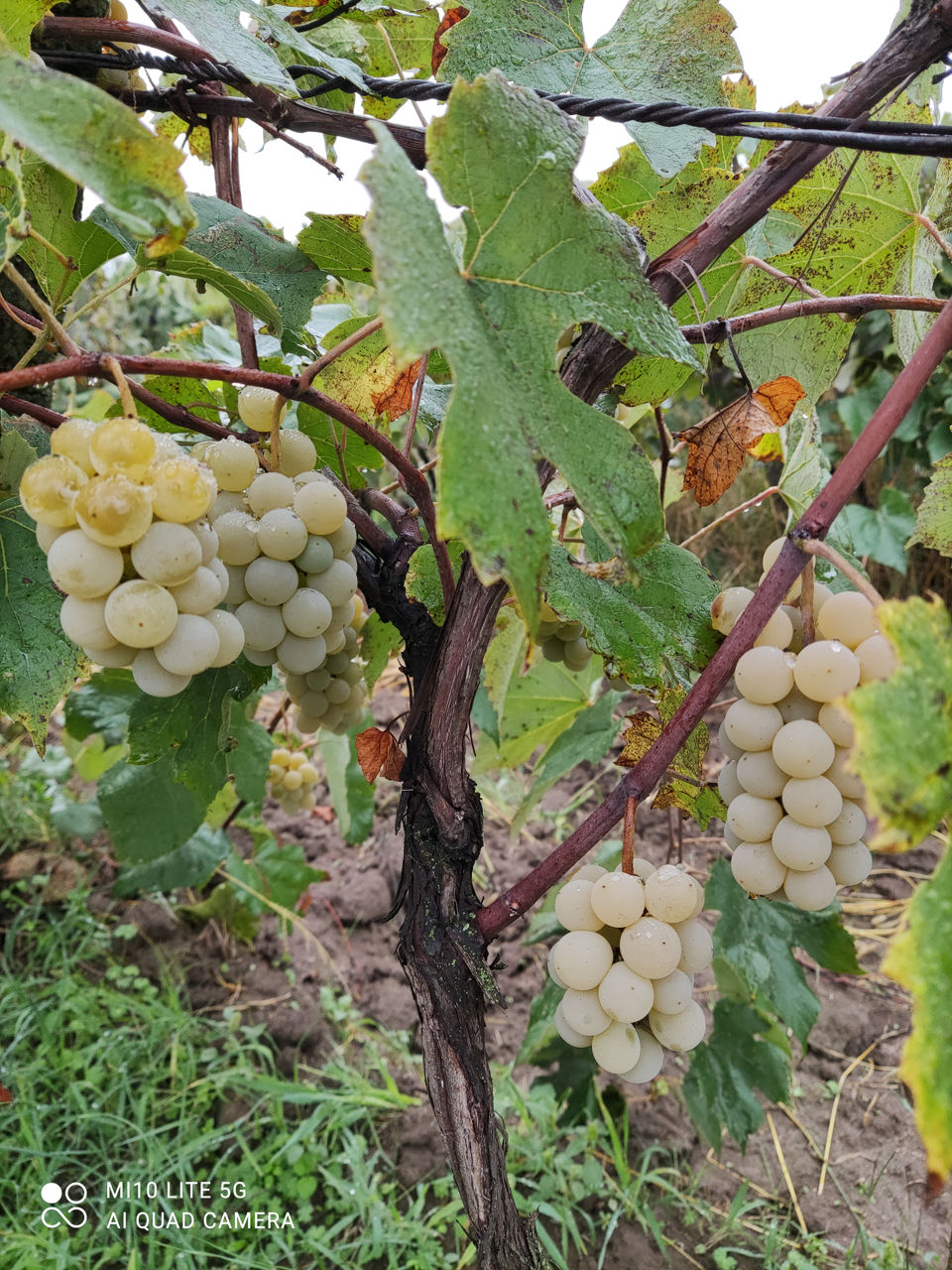 Poama alba noua 180 kg