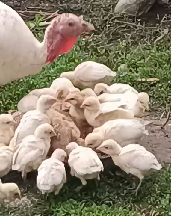 Vand curca cu 23 pui de curca