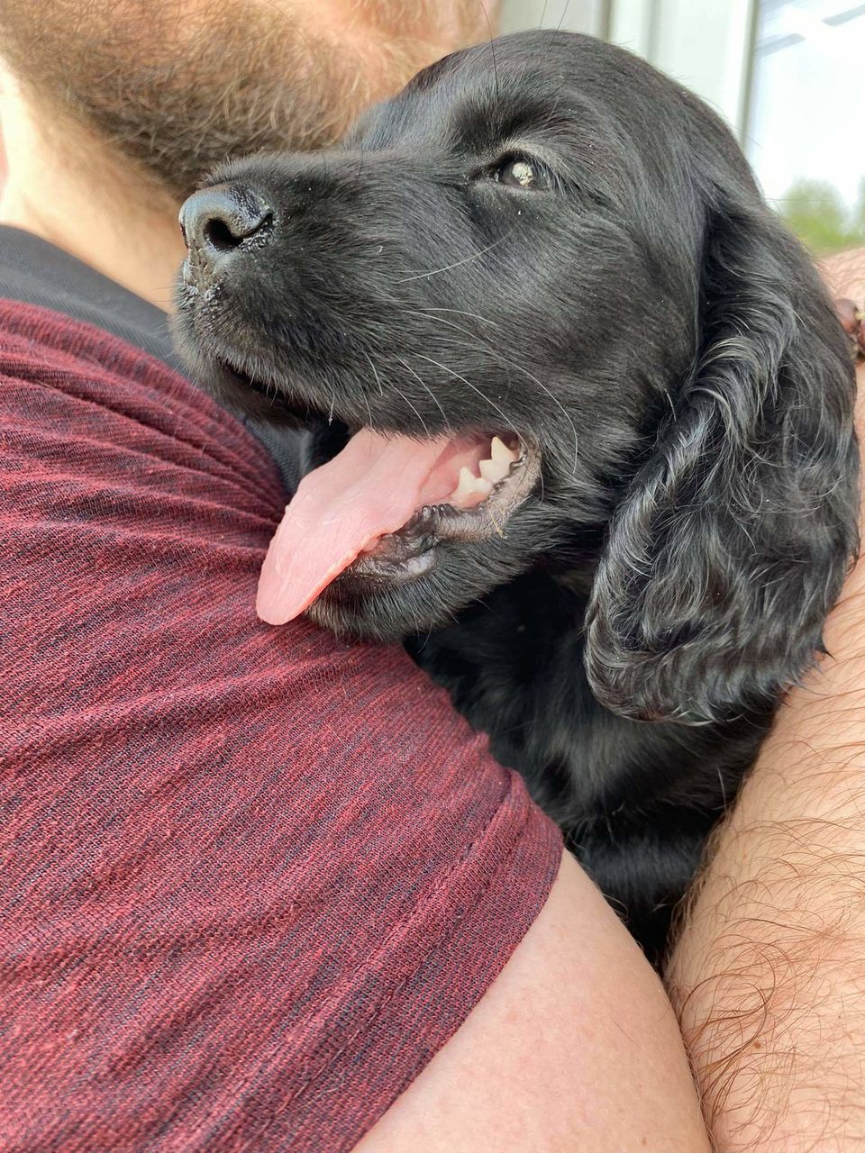 Băiețel Cocker Spaniel Englez Negru