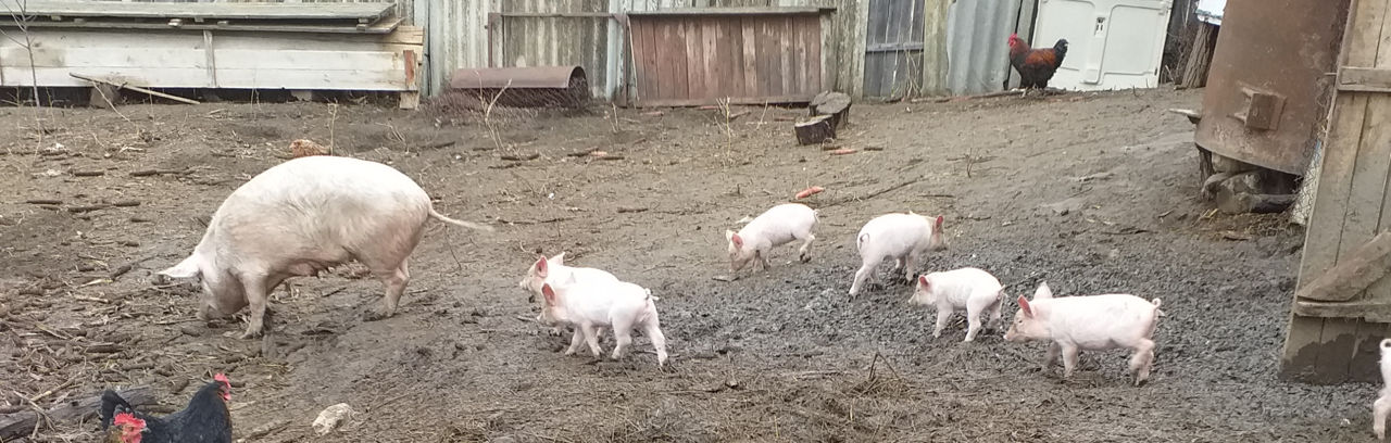 Vind purcea tot cu purcei