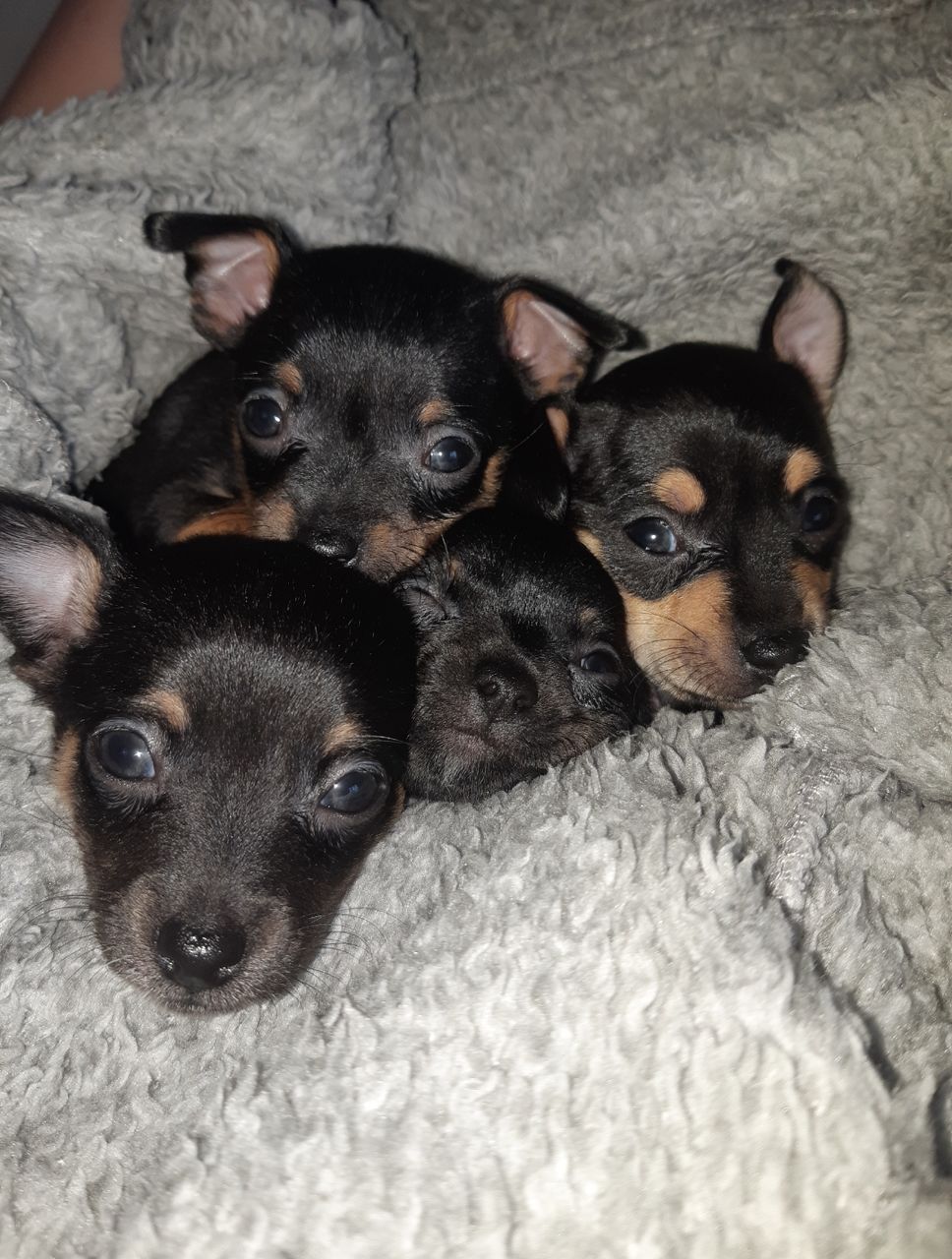 Căței Mini Russian Toy-Terrier