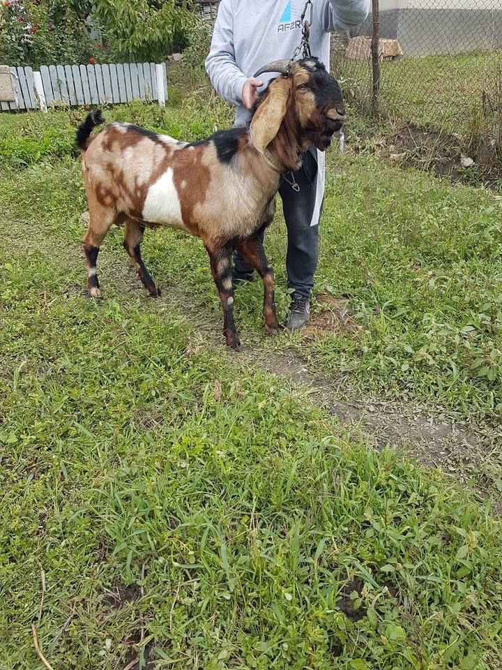 Țap la împerechere