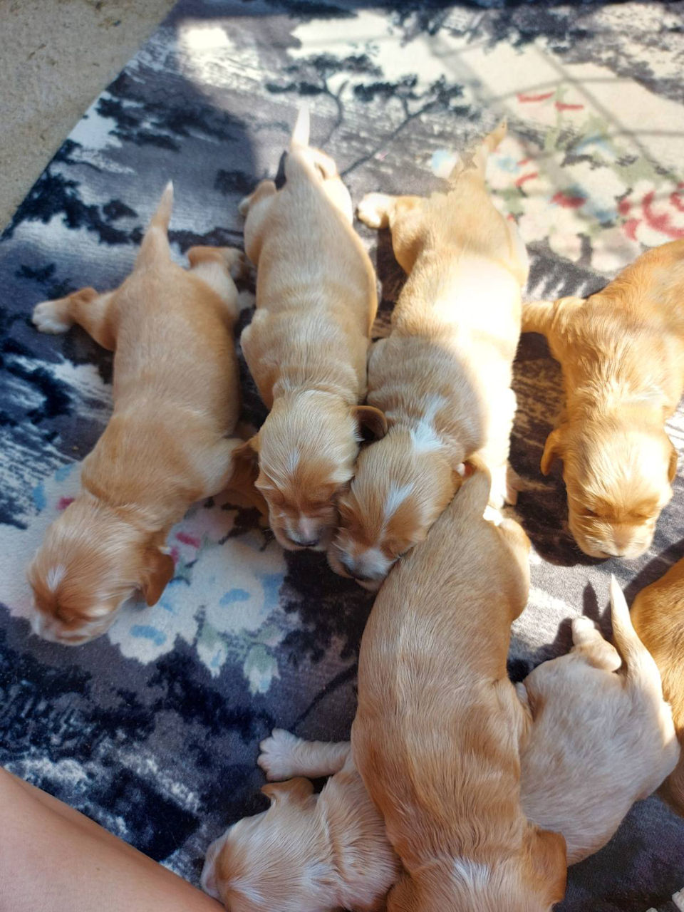 Vind catei de rasa Cocker Spaniel