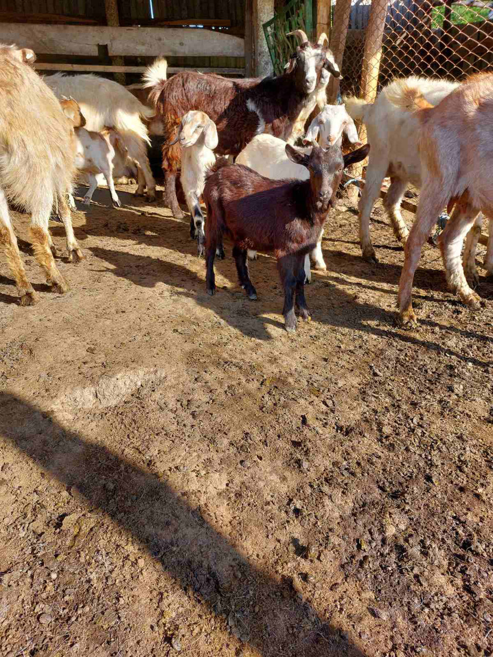 Edite anglonubiene si murciana metis