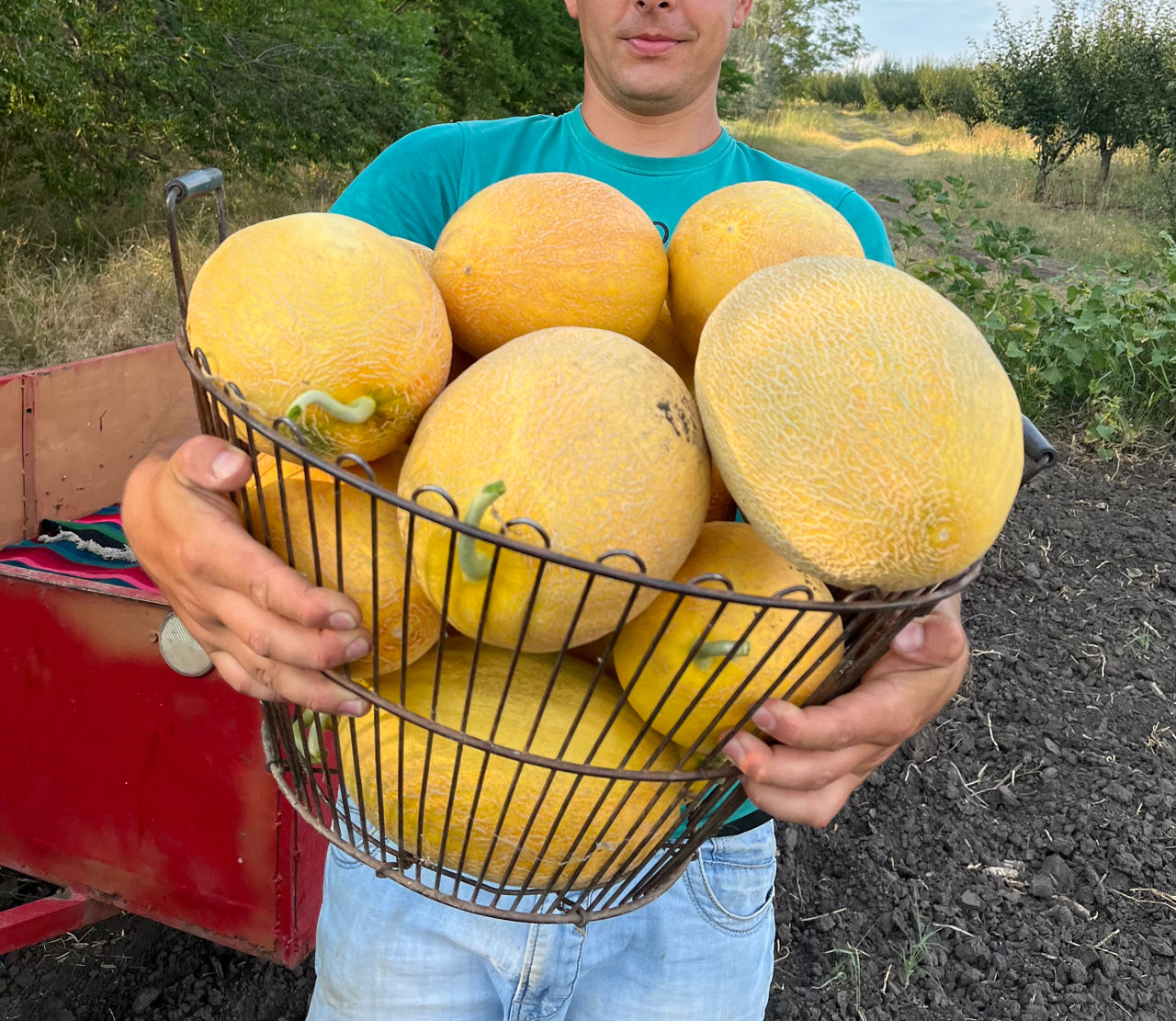 Vindem pepene galbene/ Продам дыню