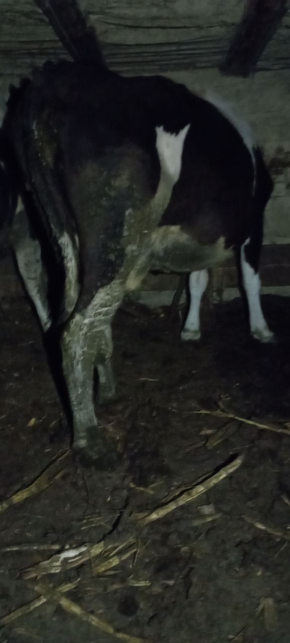 Vind vaca de-a a fata pe 11ianuaarie la moment se mulge 6''7 litri pe ...