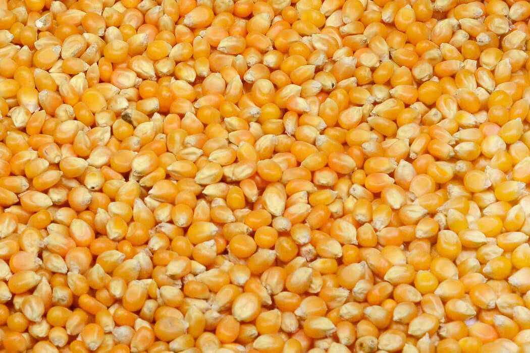 Vând porumb