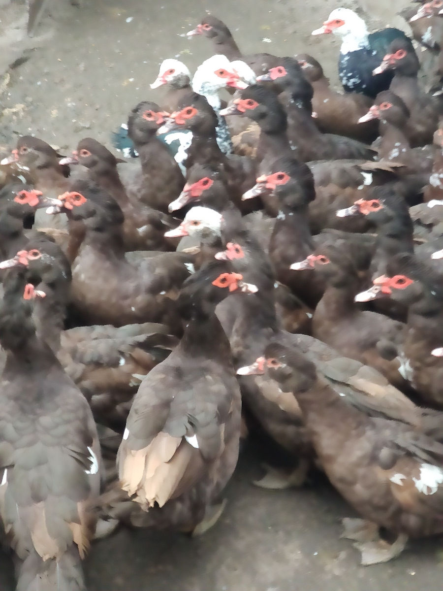 Rațe mute cu ochi albi