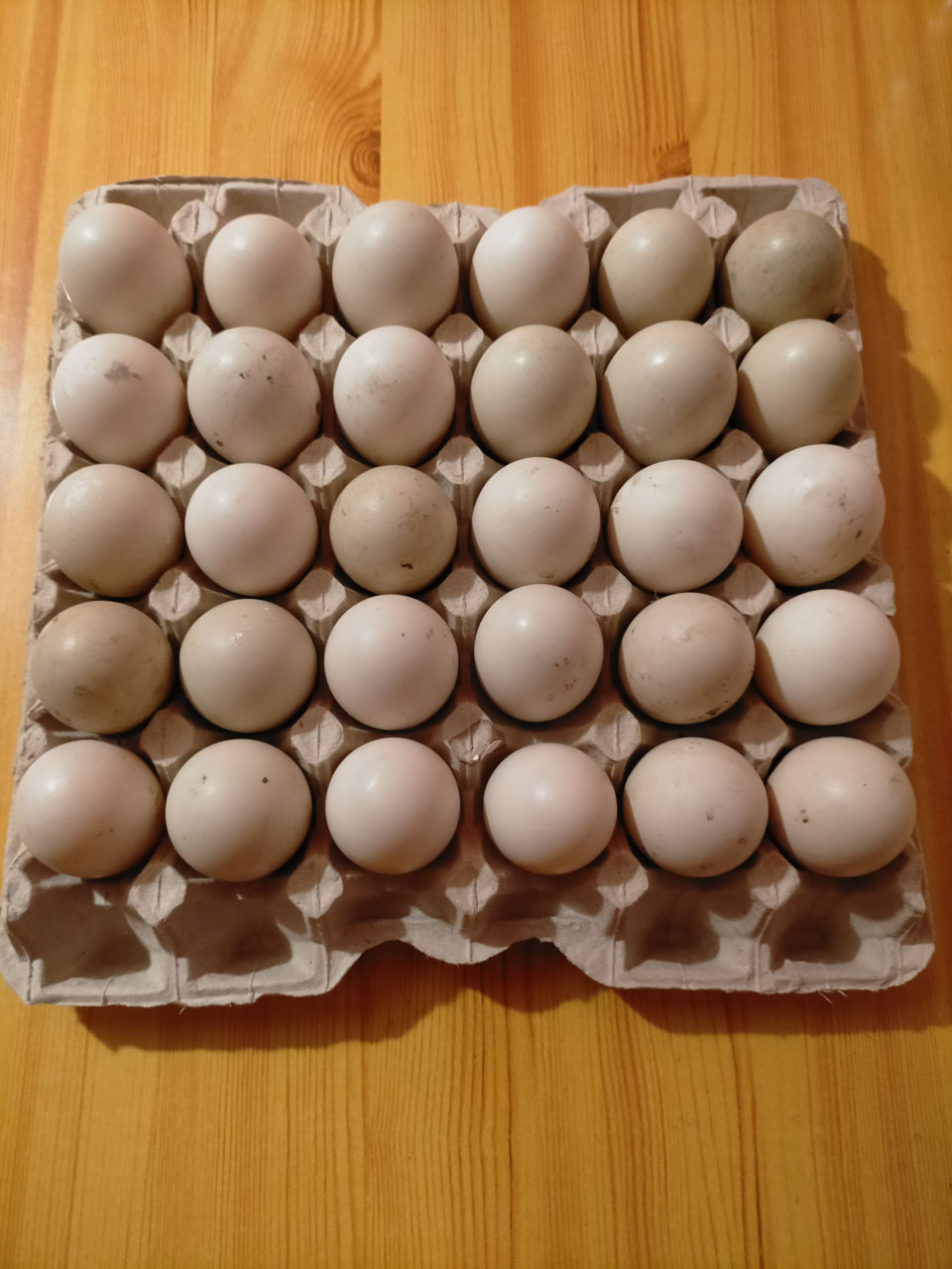 vindem oua de rata muta cafenii cu 25 lei/buc-p/u incubatie