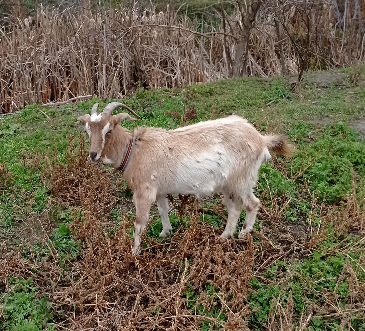 Capra de rasa Toggenburg