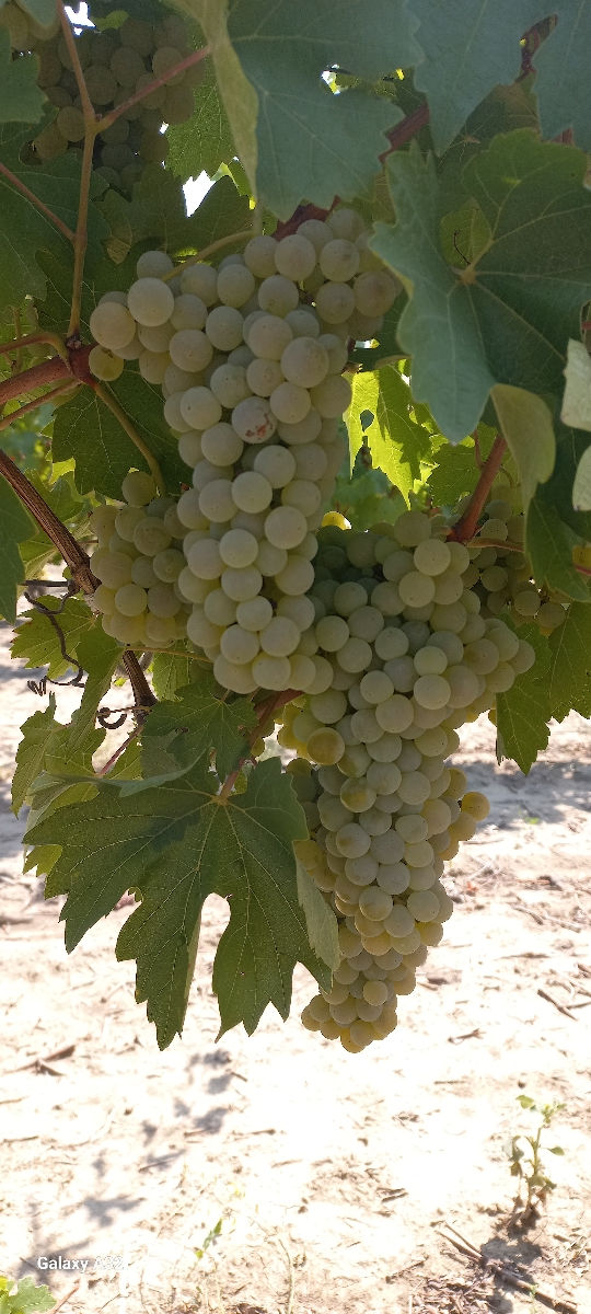 Poama la vin Racasteli