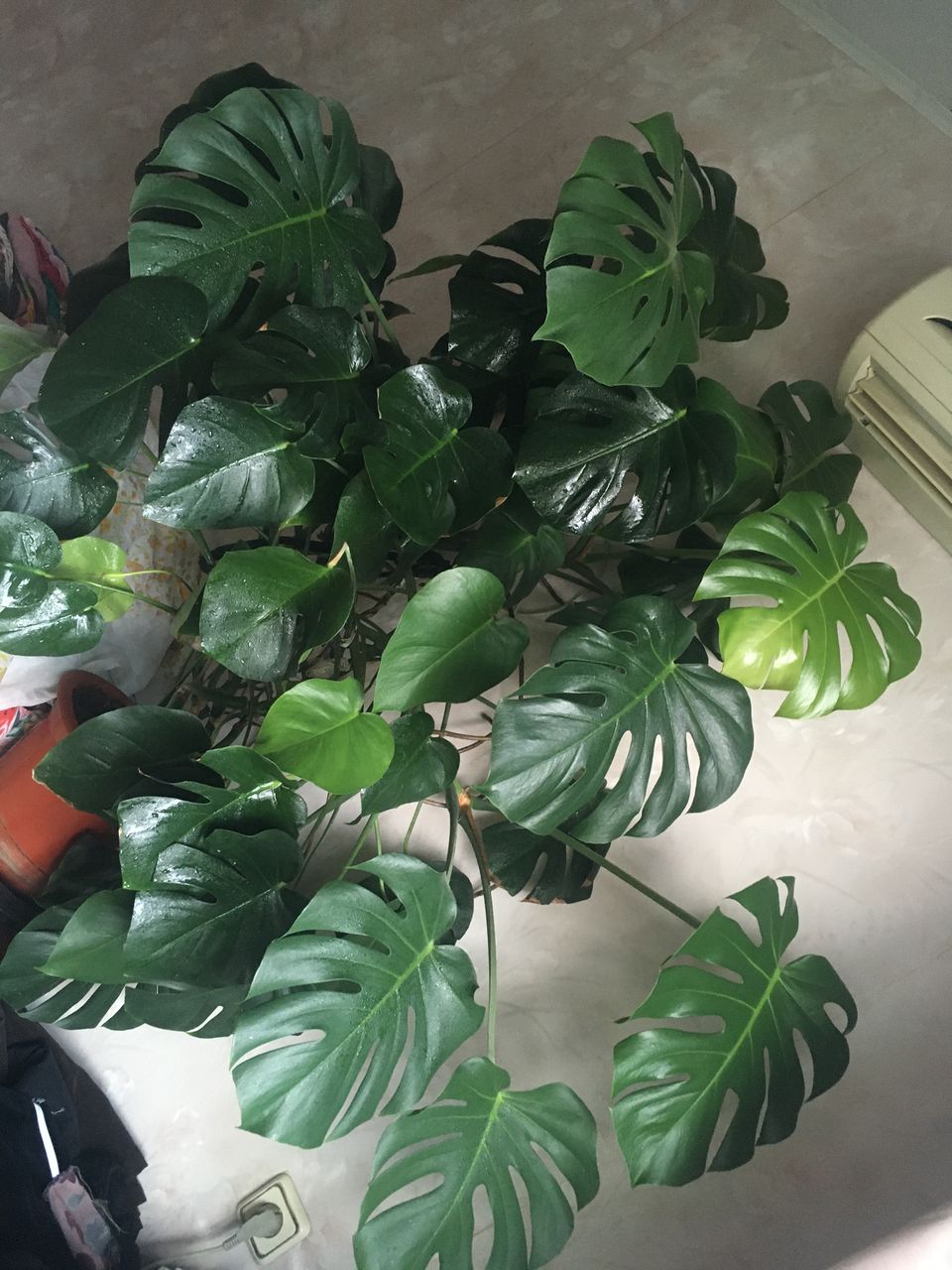 Монстера Monstera
