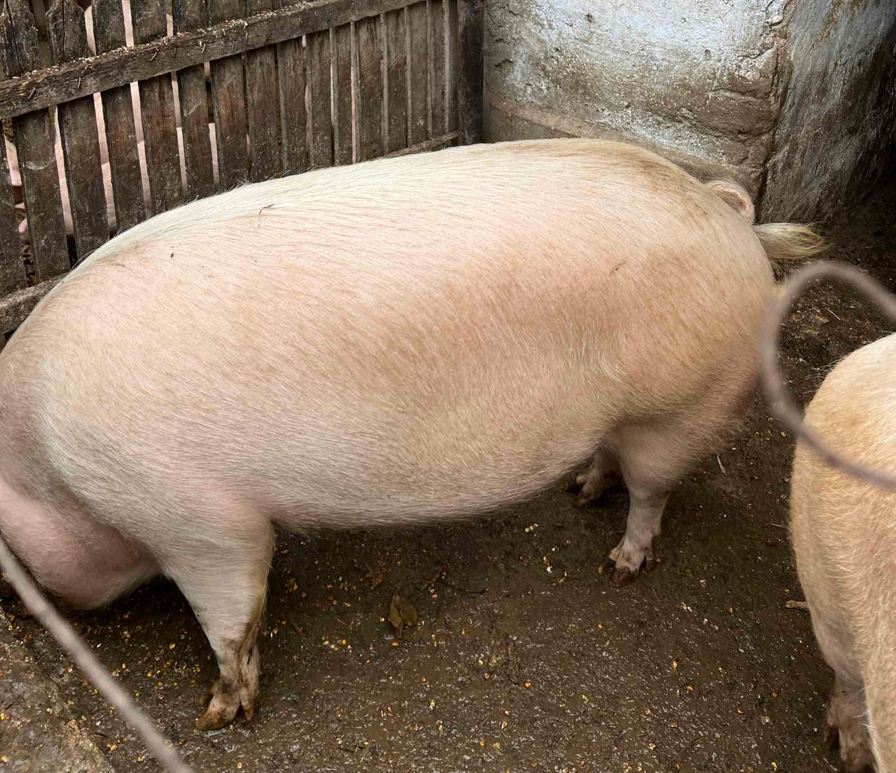 Vînd porc din gospodărie țărănească( de casa)