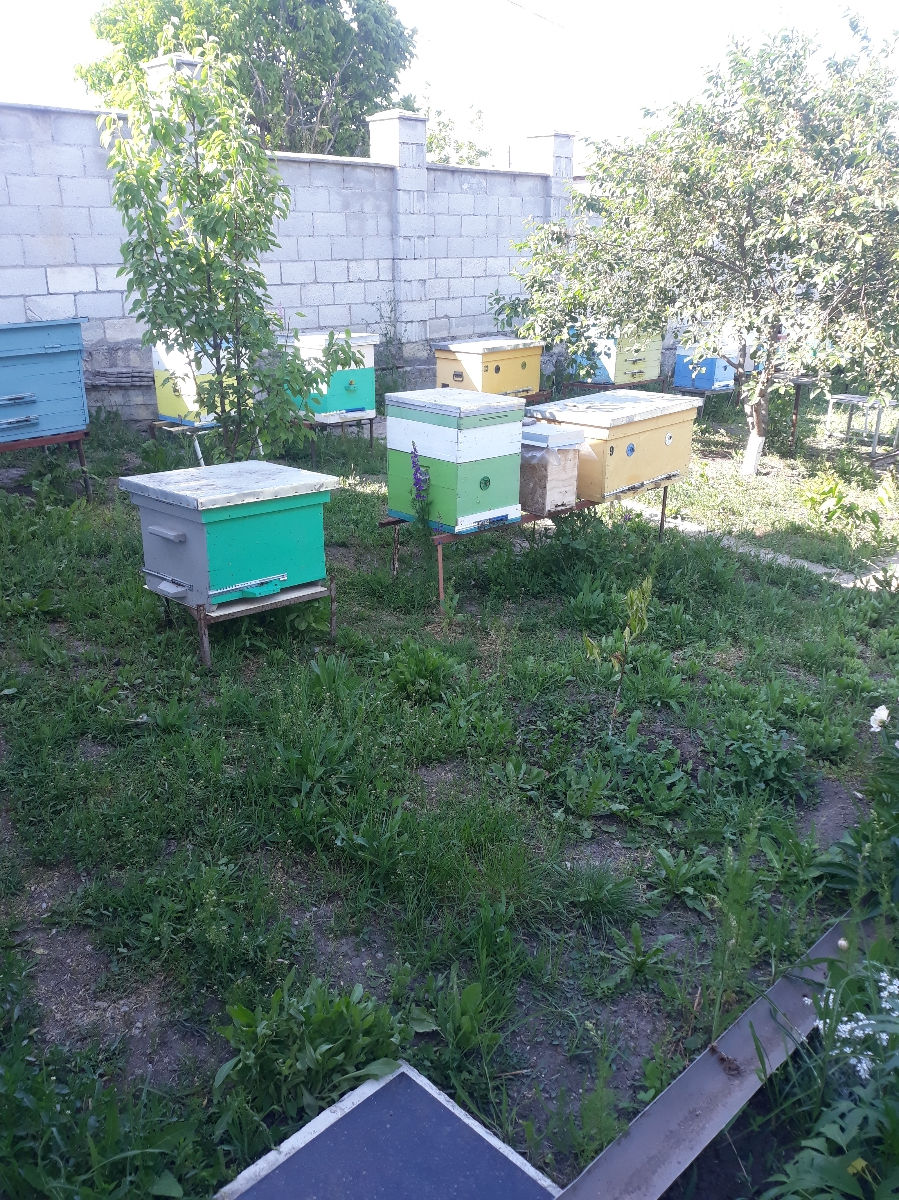 Продаю пчел ,недорого