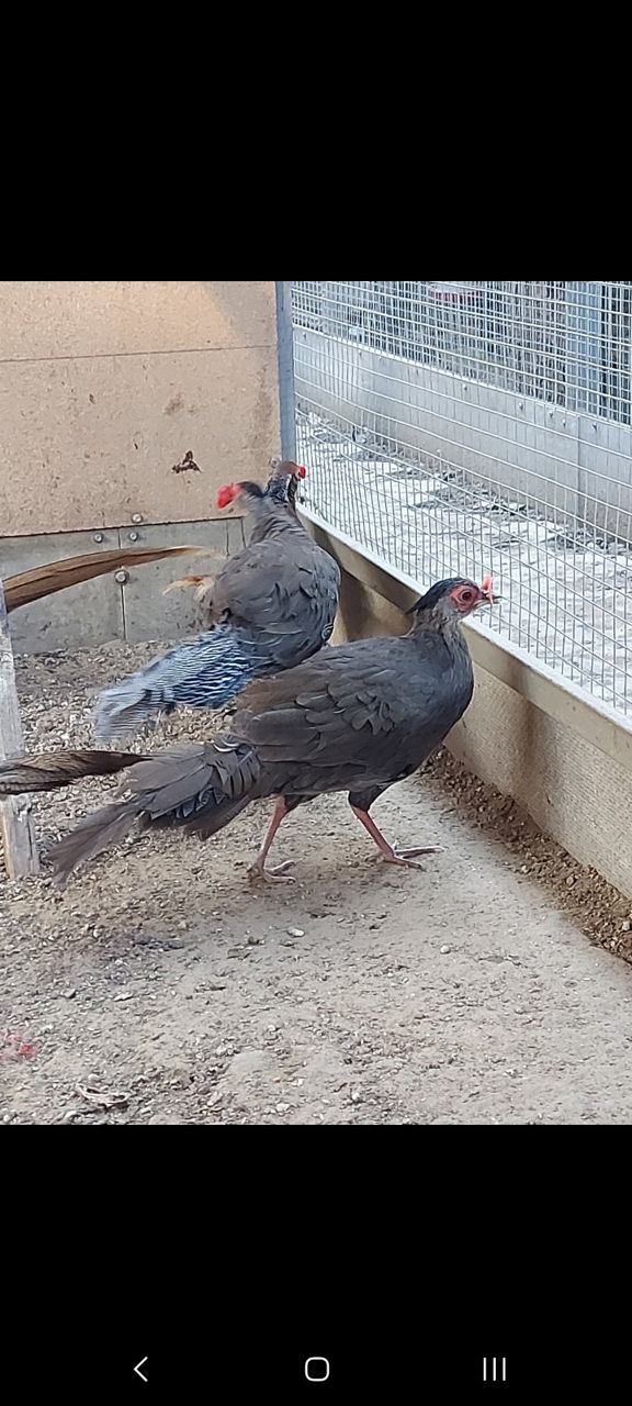 Fazani argintii. aurii.diamant. 2023.