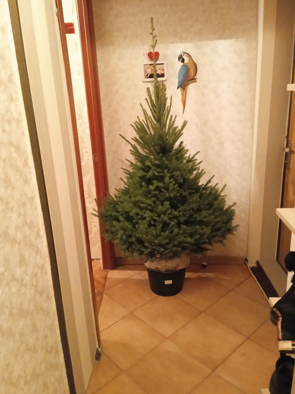 Brazi vii în ghiveci