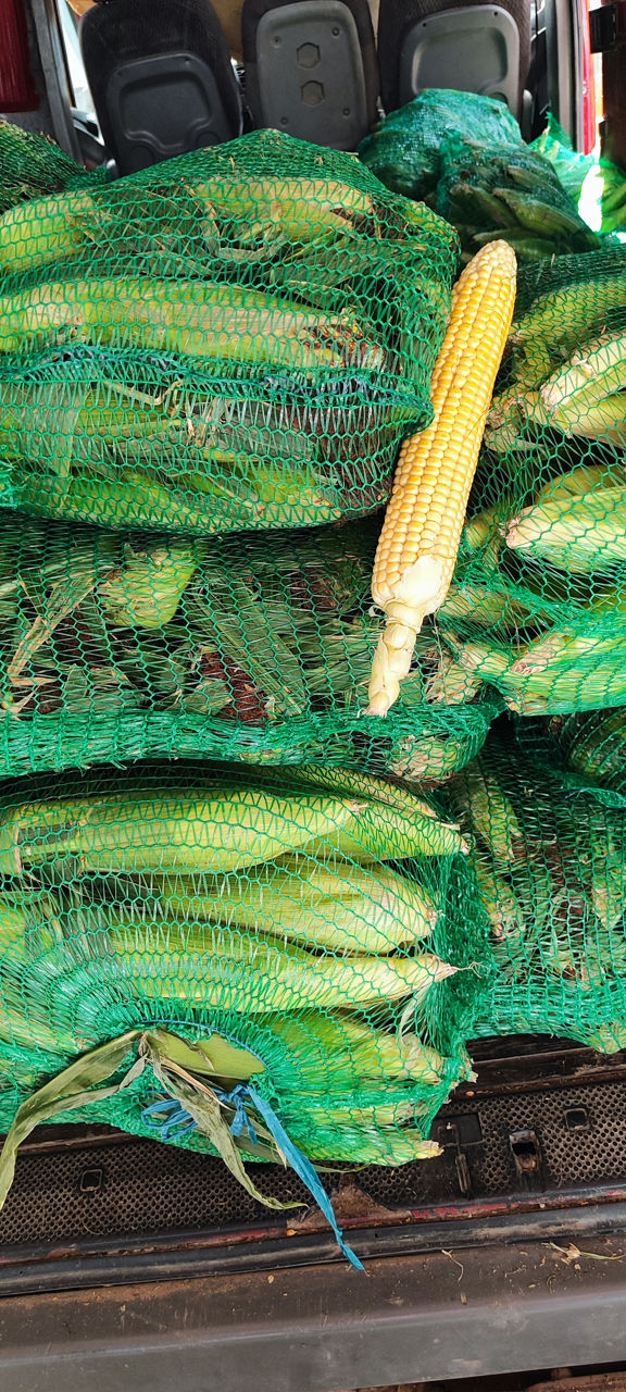 Porumb zaharat proaspat