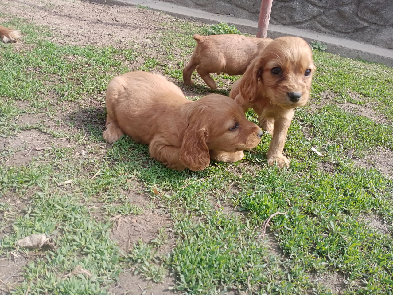 Vînd căței cocker spaniel