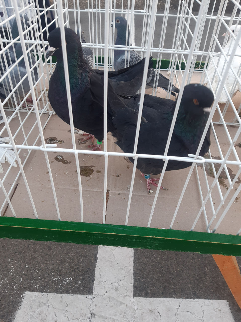 Porumbei guşati ,ching si postari ro