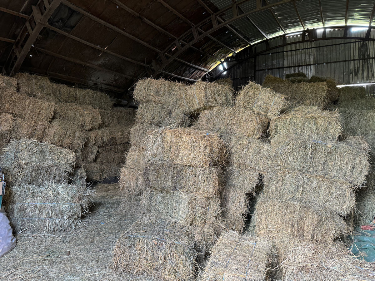 Vind baloti de lucerna 70 lei