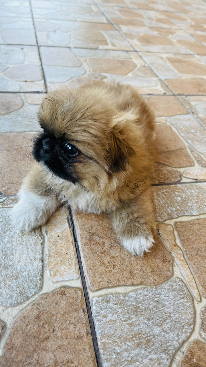 Vînd cățeluș. Pikinez rasa regală