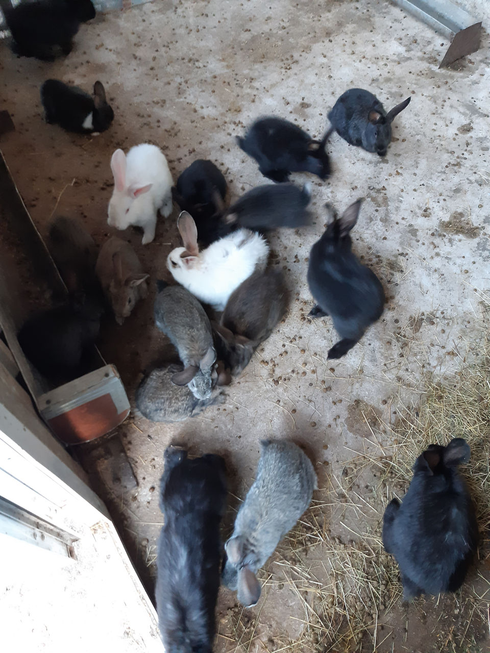 Vindem iepuri și nutre