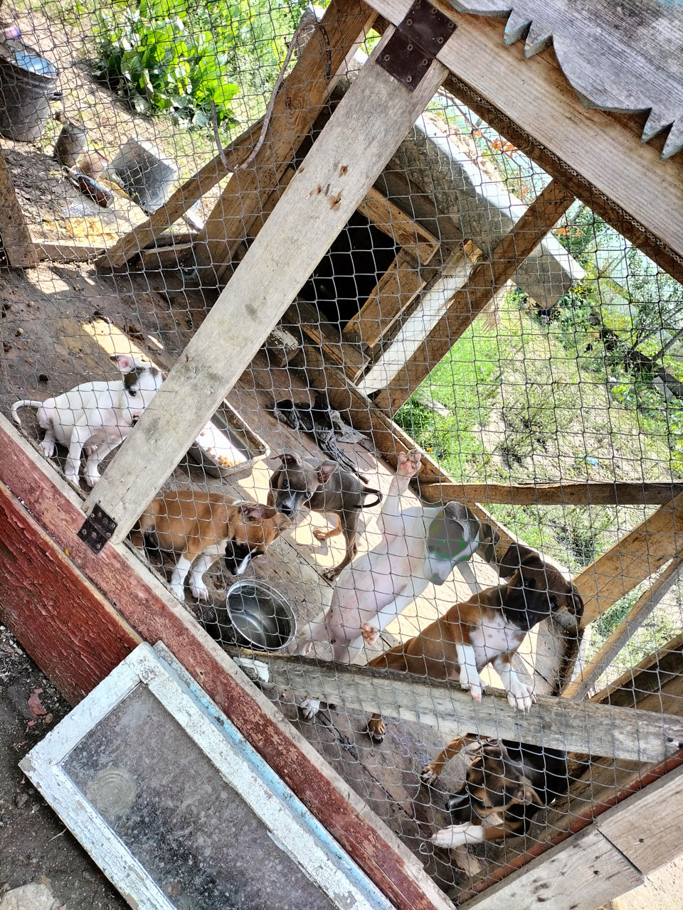 Vind catei de rasa pidbuli