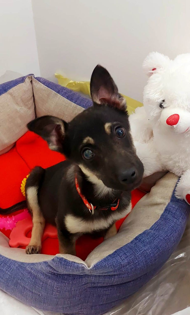 Molly isi cauta Familia. Catelusa de talie mica, activa si sociabila cu ...