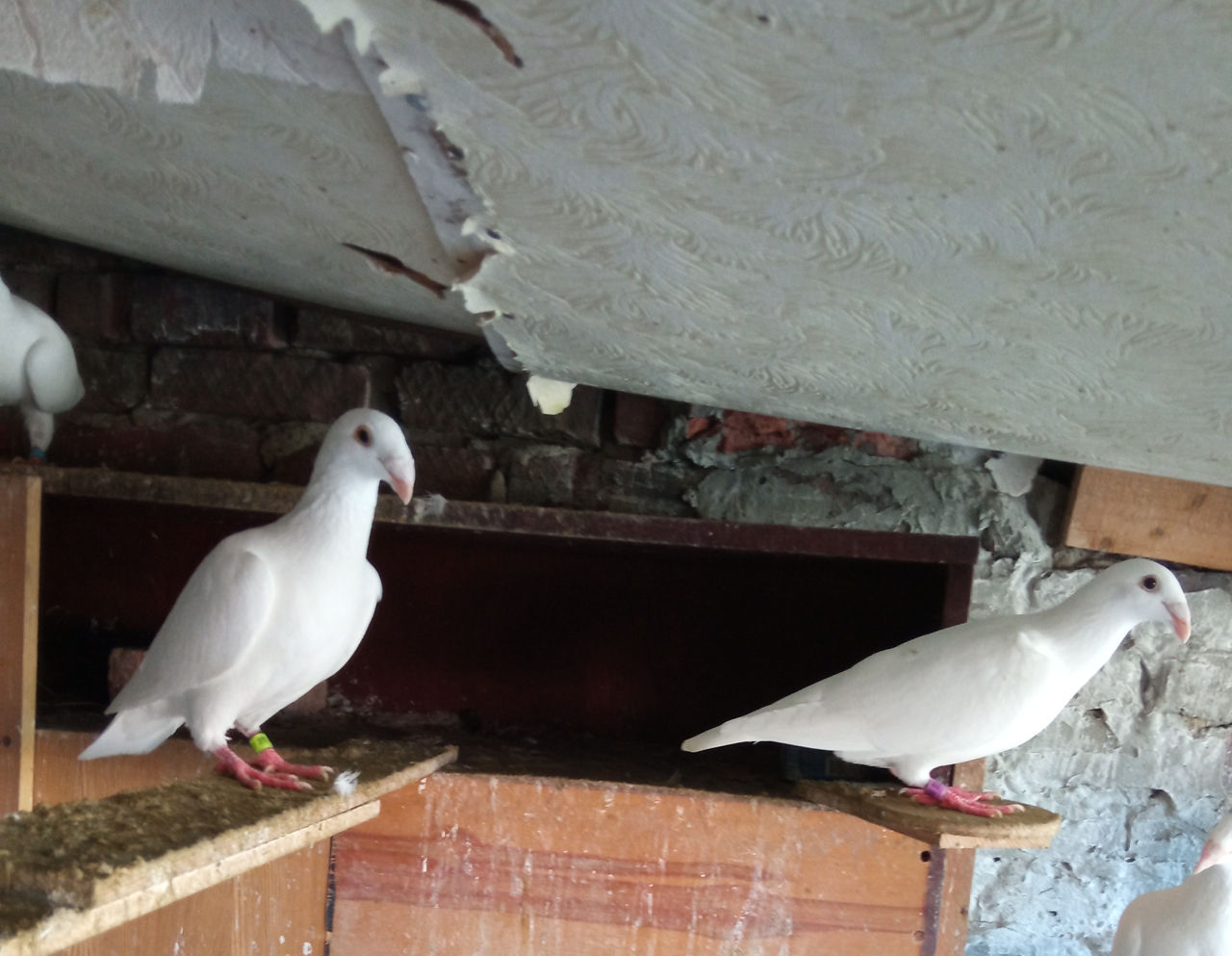 Vind si schimb porumbei nemți , texani , poștaș galben , gusat femele ...