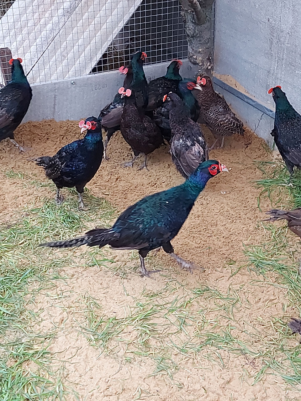 Fazani tenebroși 2022