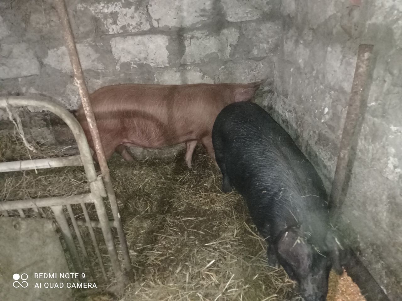 Vind porci pentru taiat