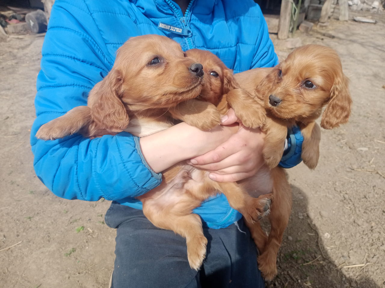 Vînd căței cocker spaniel