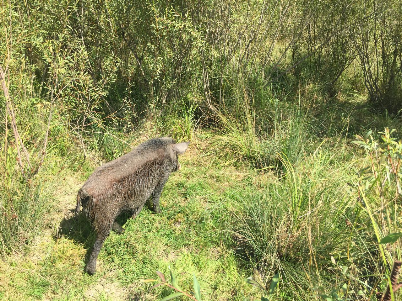 vind porci (mistret)