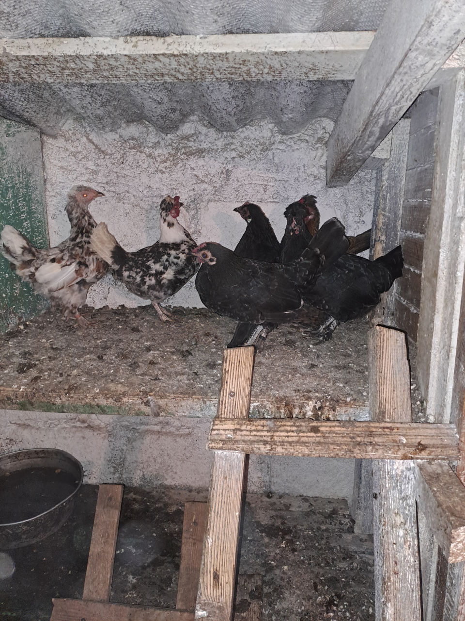 Gaini si cocosi pitici