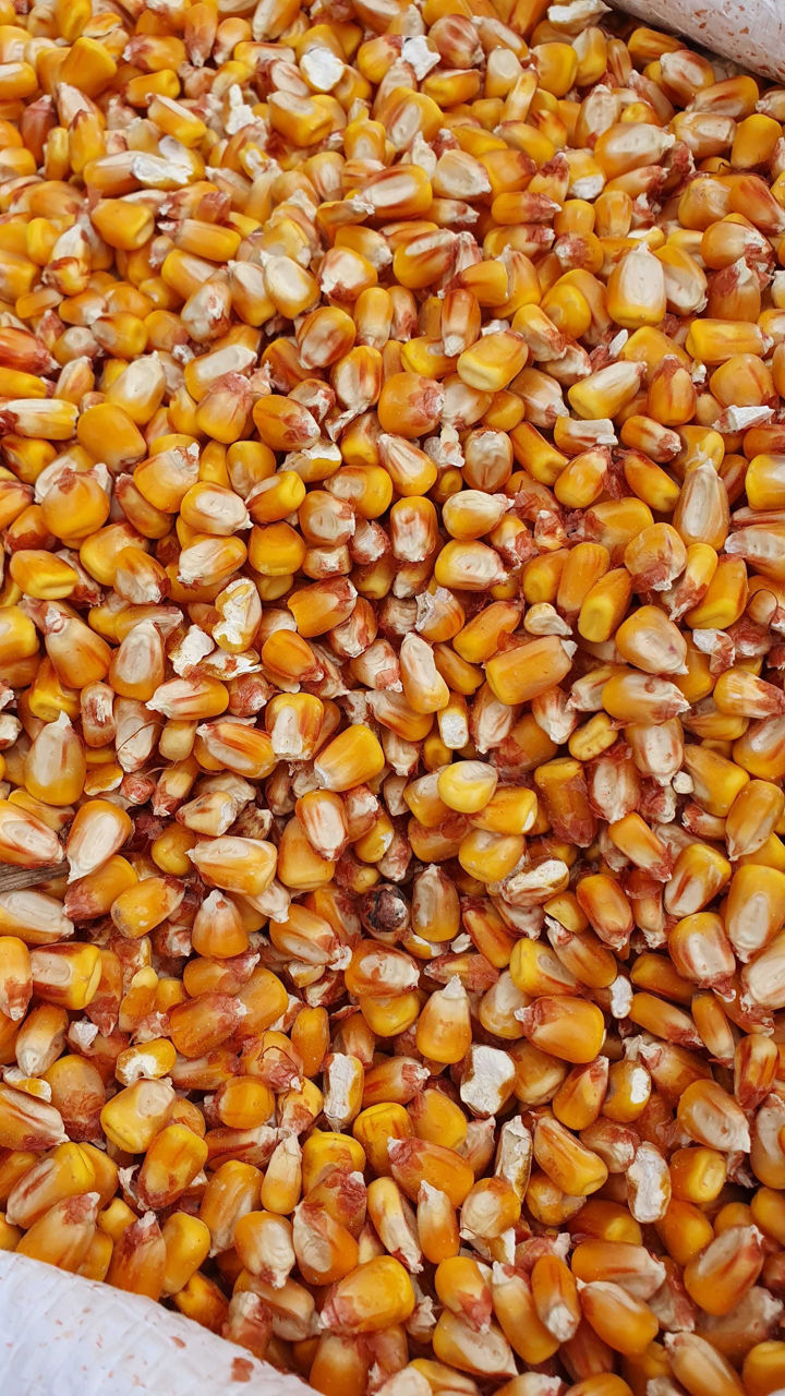 Vind porumb 4.40 lei, fac și livrare