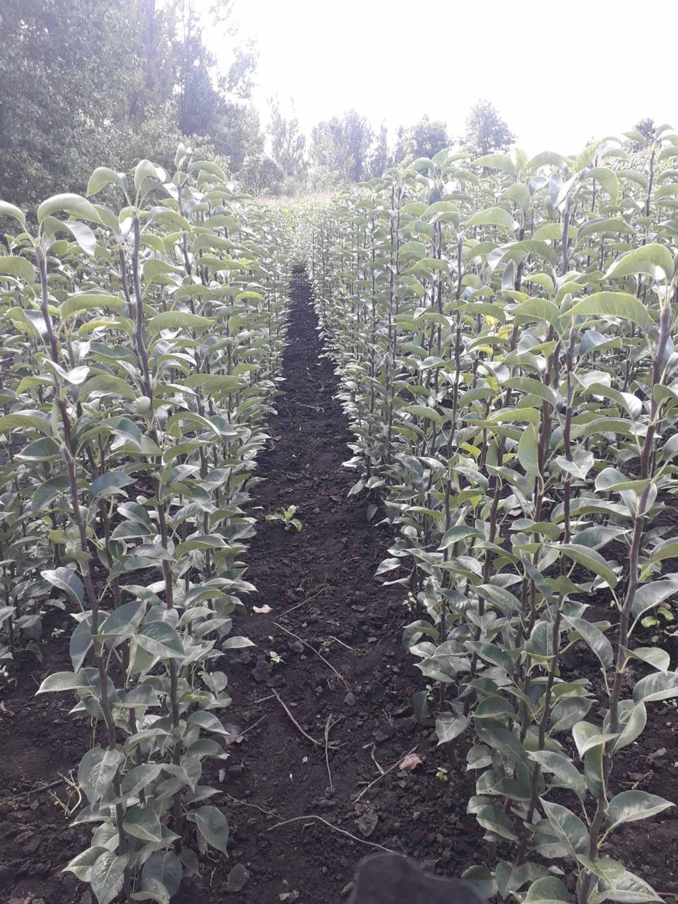 Copaci de mere GALA DARK BARON-Mm26, CIORNII PRINT , Si diferitți ...