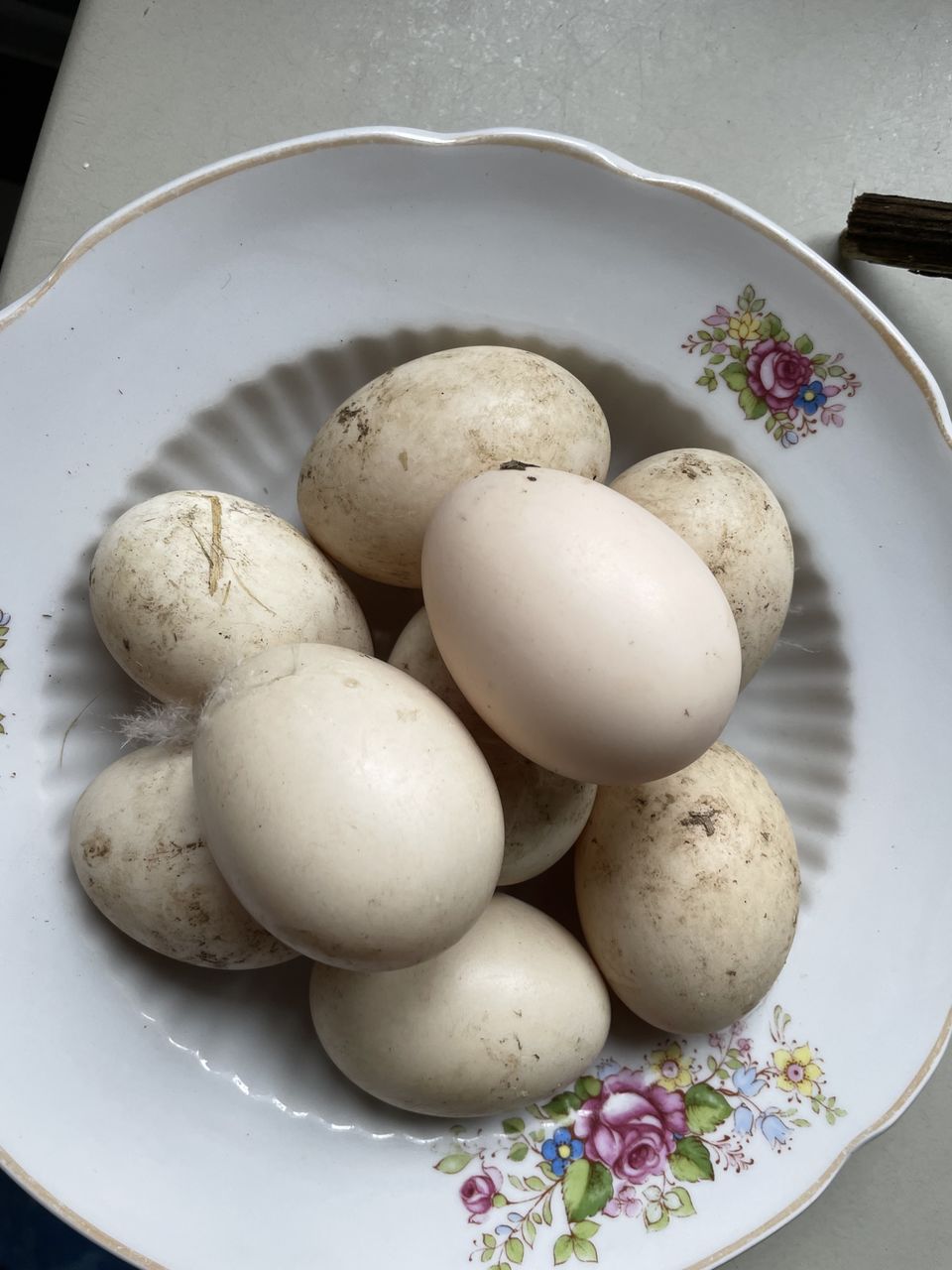 Oua de rata muta pentru incubare