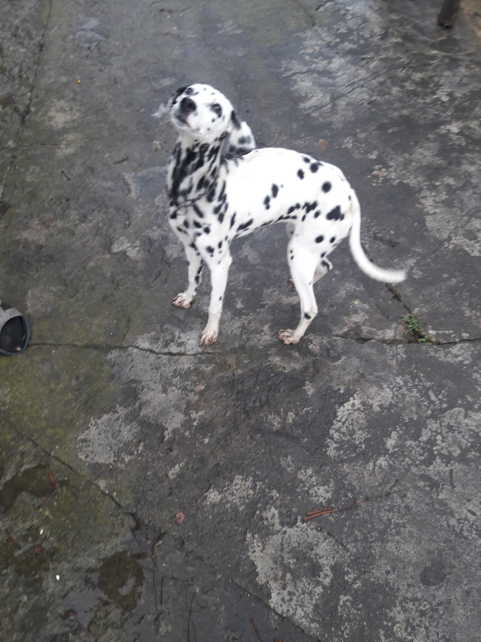 Vind cîine de rasă urgent.