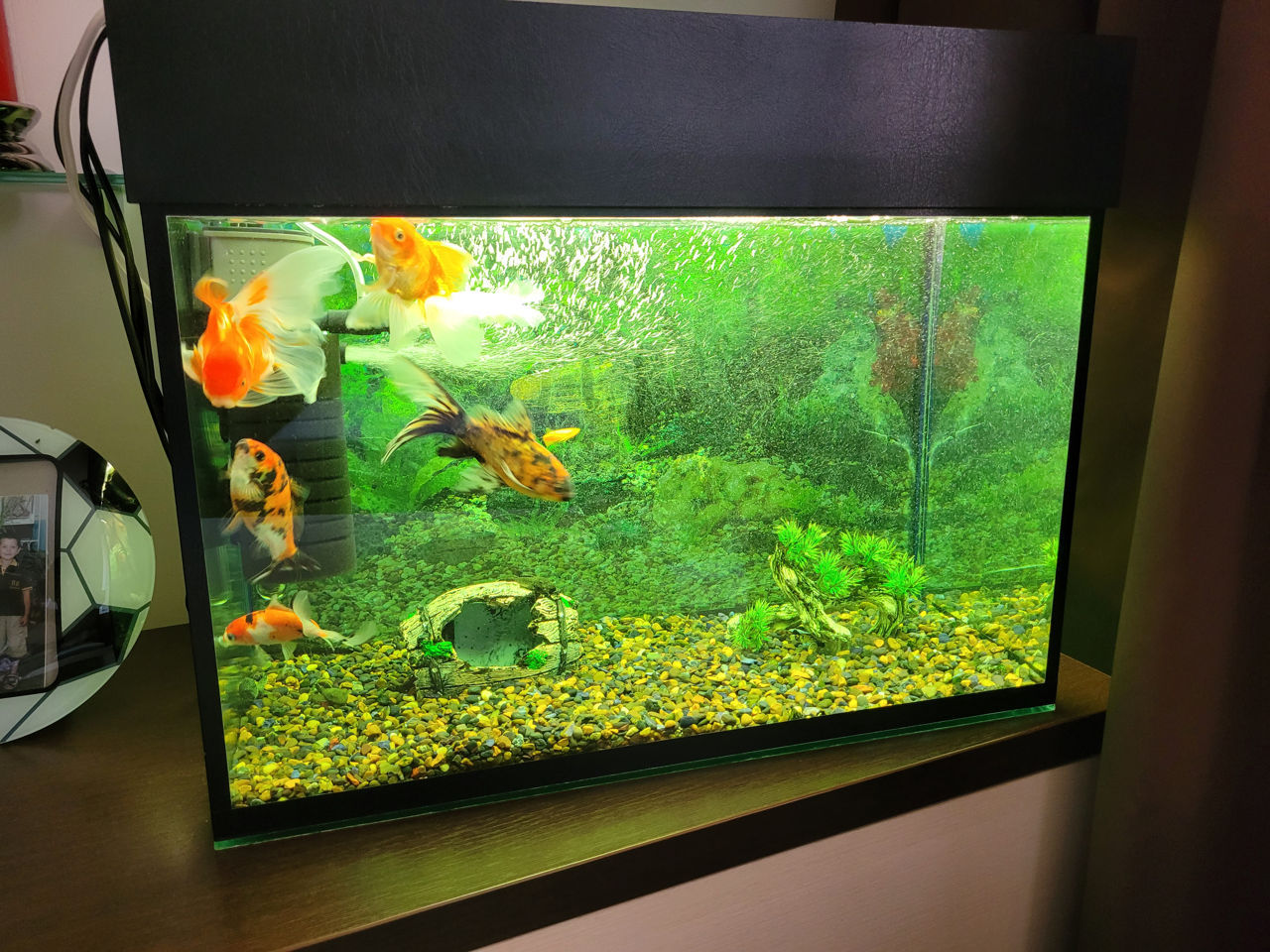 Acvariu 70 litri + Pesti