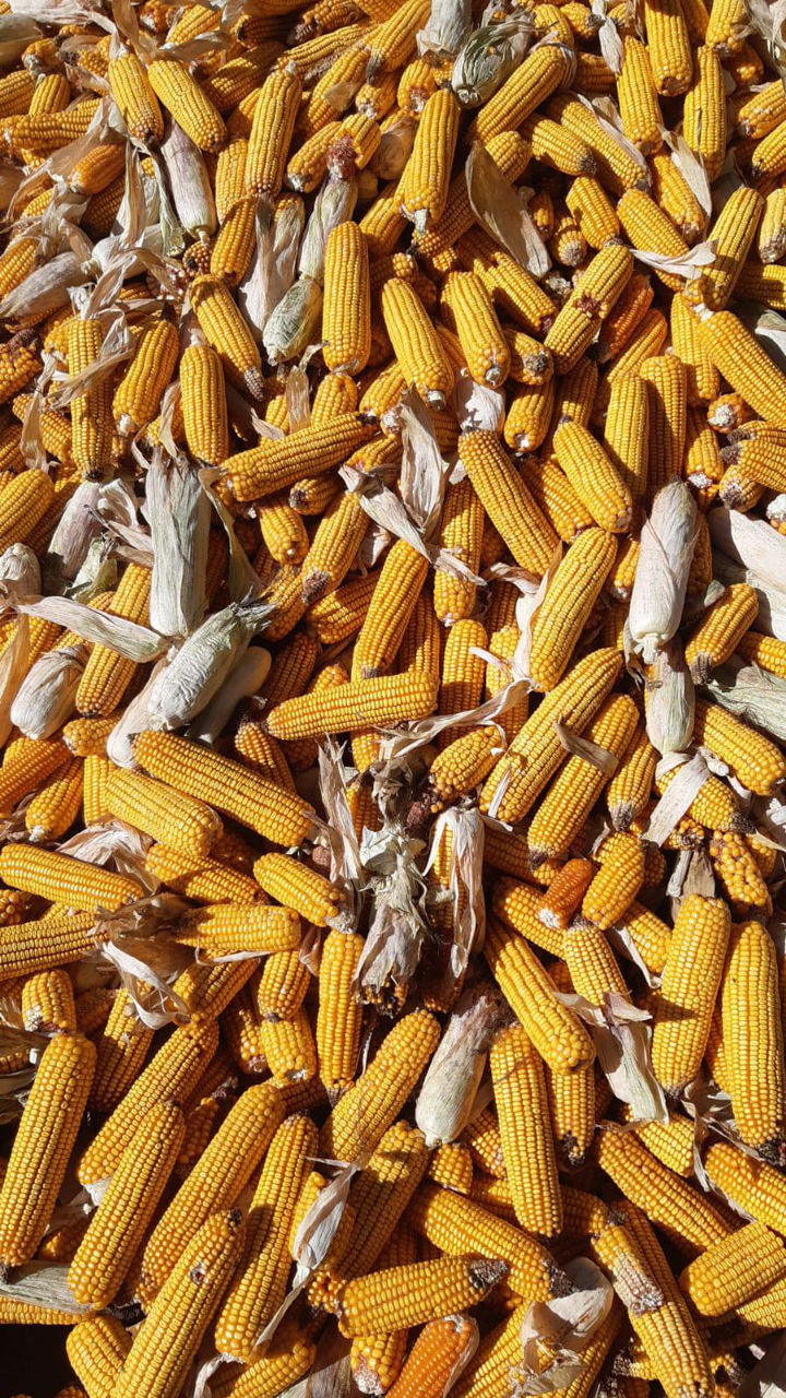 Vind porumb cu stiuleti satul Pelinia, Drochia