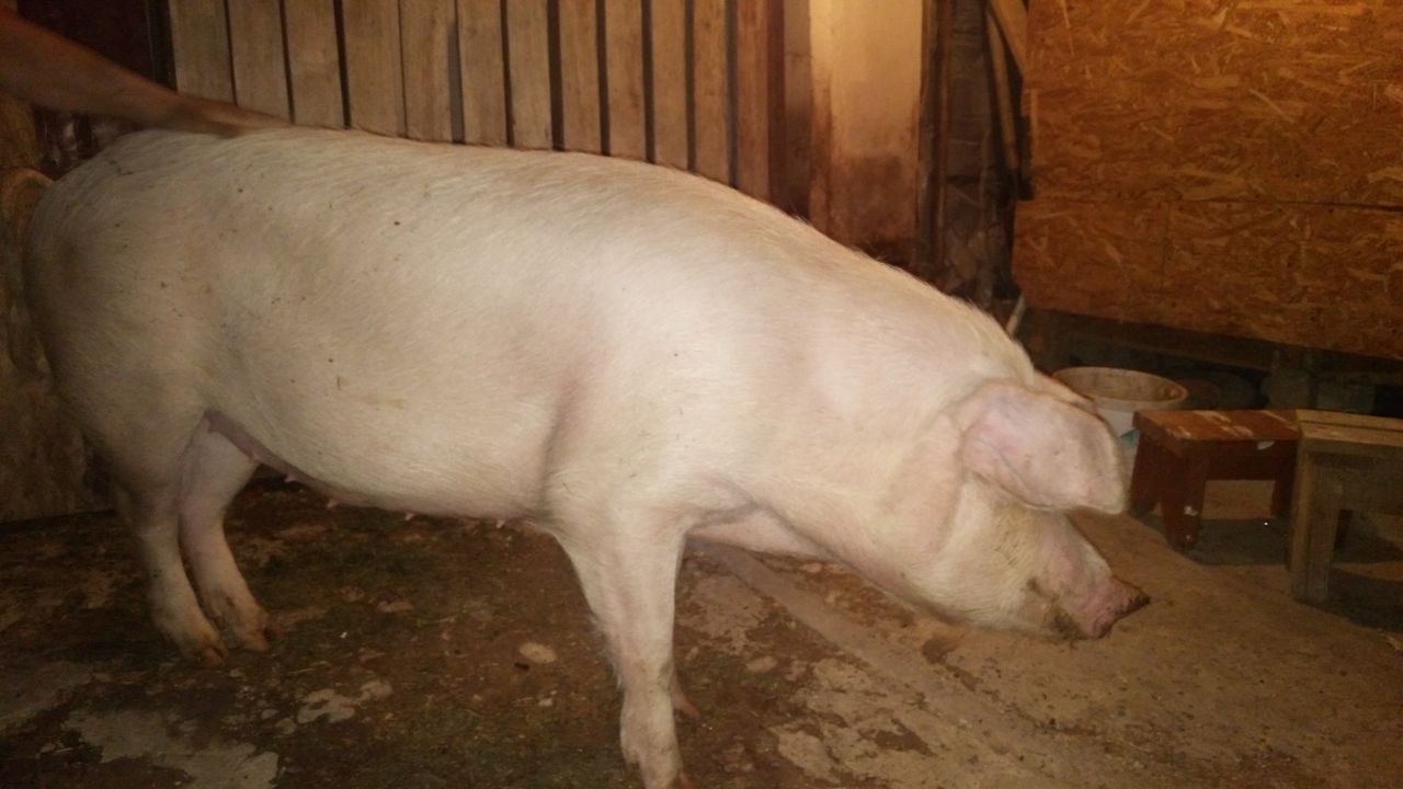 Vind purcei de casa 35/l kg