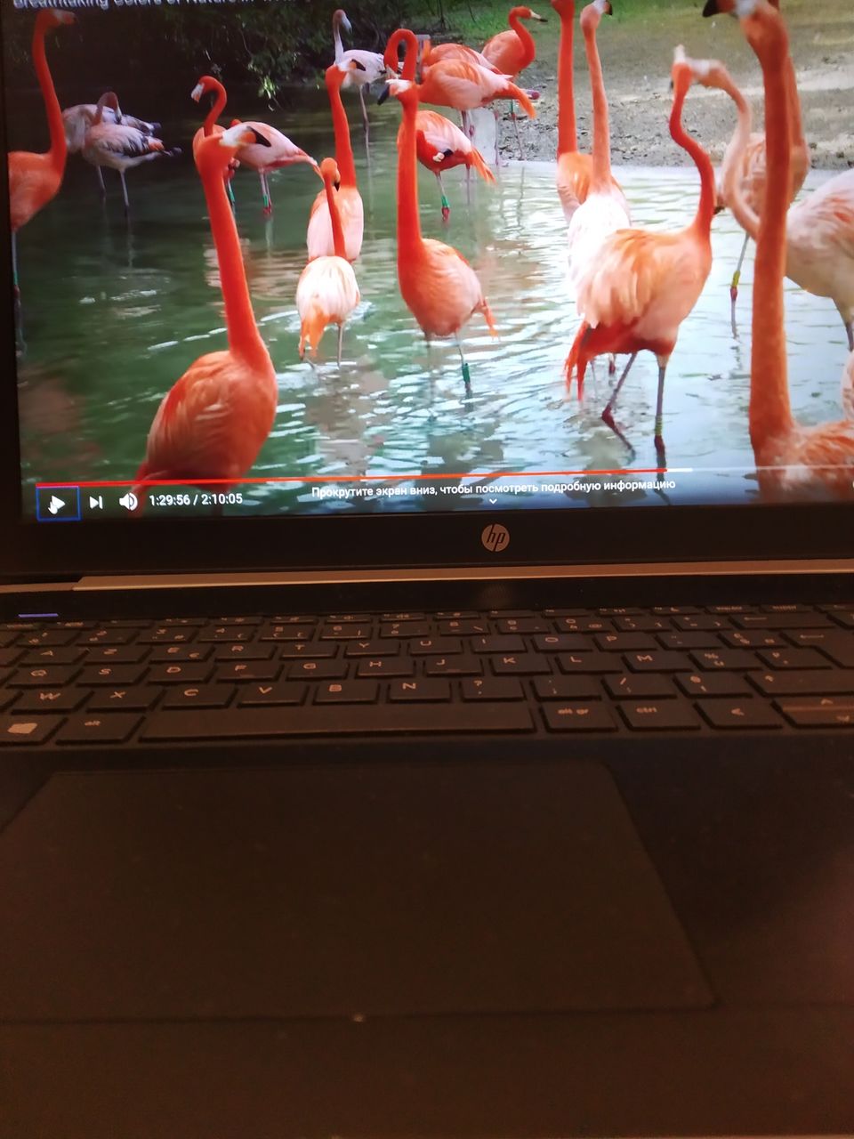 Нр probook / 2020год / 17,3" ips / i5 8-th gen / ultra hd 620/ geforce ...