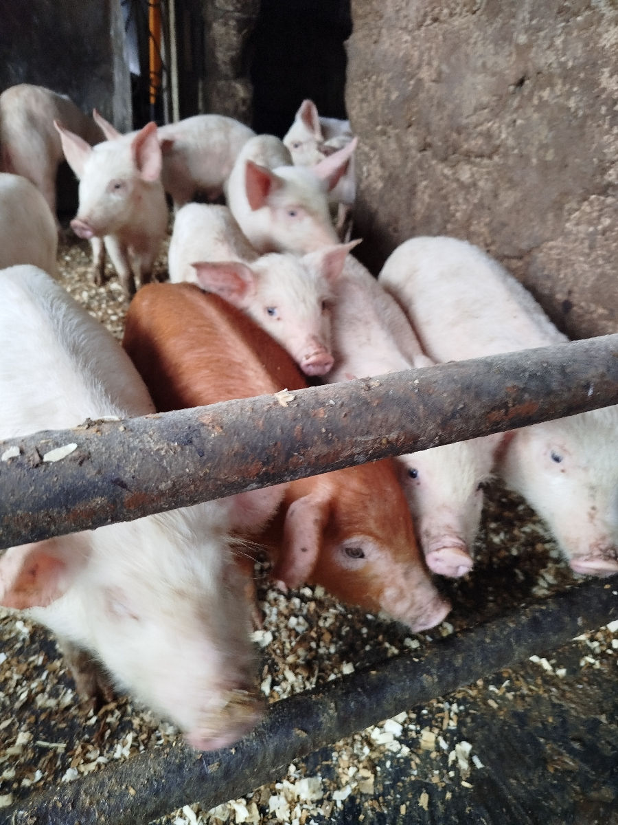 Vind porci mici, vaccinați...landras+durok...au in jur de 15 kg.