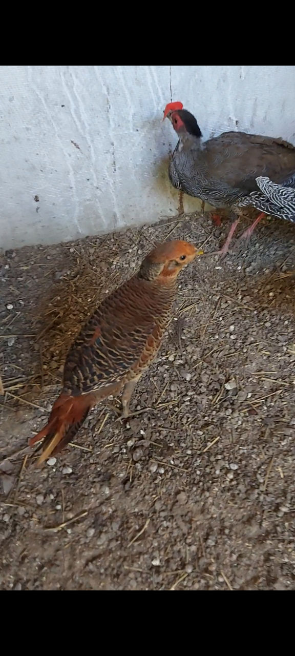 Fazani aurii pe roșu 2022