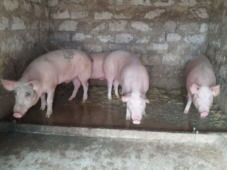 Porci crescuti in conditii de casa