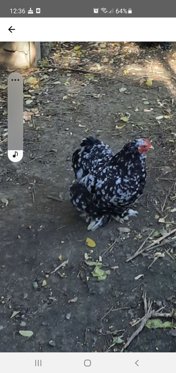 Cumpar gainuse cochinhin pitici